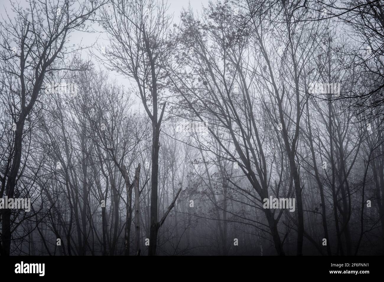 landscape with trees withould leaves hidden in a fog during autumn or ...