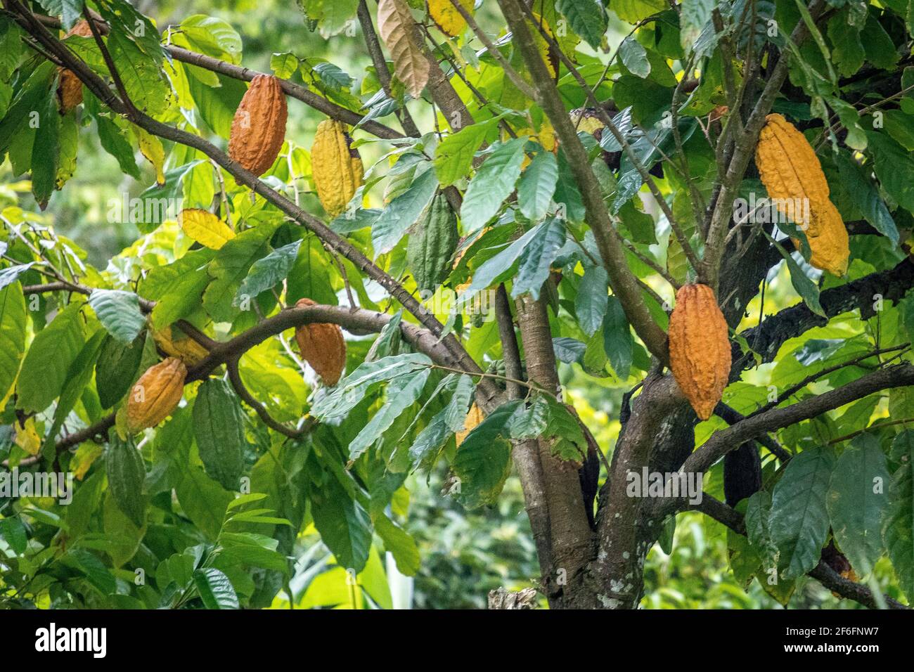 Cocoa pods growing on cocoa tree Stock Photo - Alamy