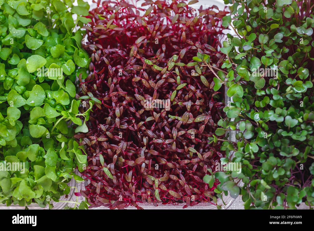 Sprouting Seeds In Box For Garden And Salad. Microgreens. Green ...