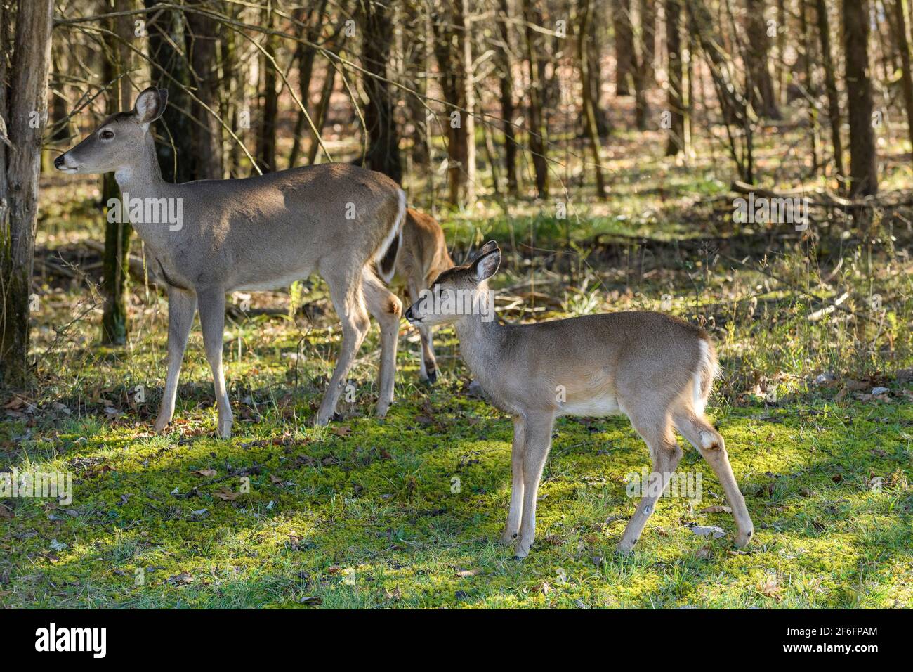 Two deer looking left out of frame, Tennessee Stock Photo - Alamy