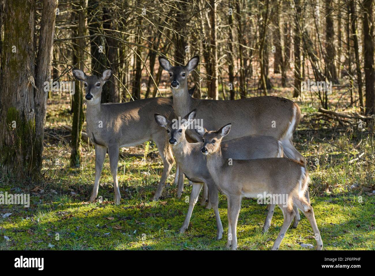 Four deer standing at forest edge, Tennessee Stock Photo - Alamy