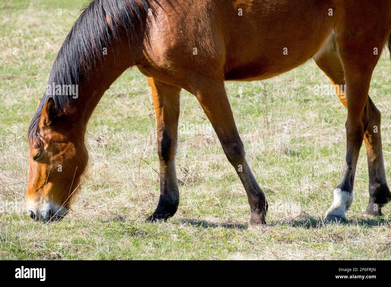 Grazing grass hi-res stock photography and images - Alamy
