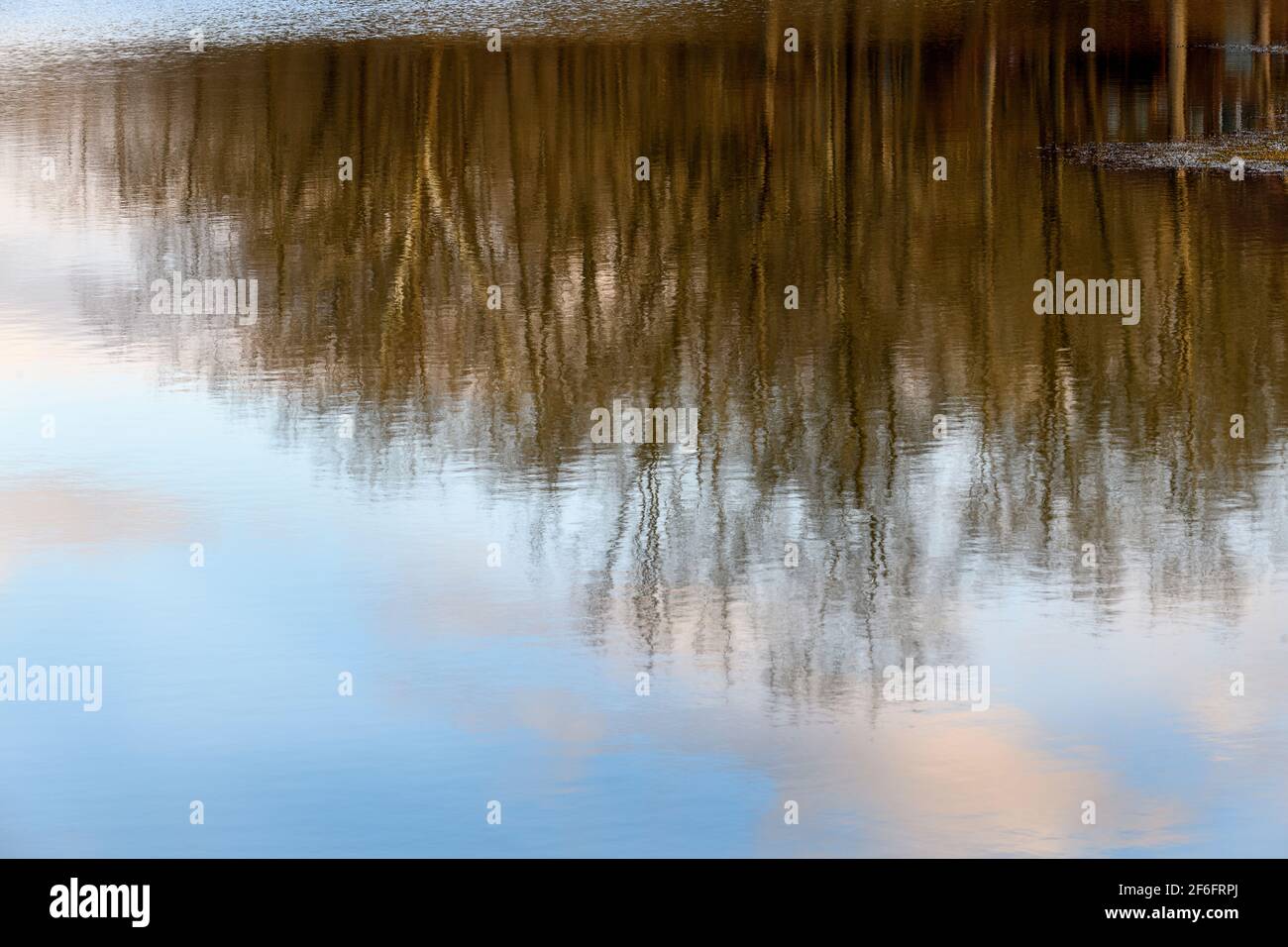 Tree reflections in water Stock Photo - Alamy