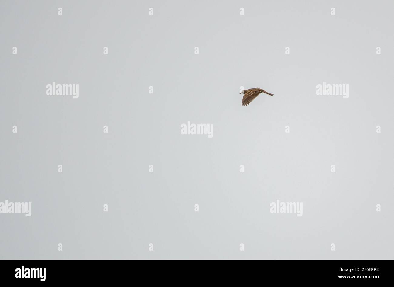 Golden Plover Pluvialis dominica on salisbury plain in March Stock ...