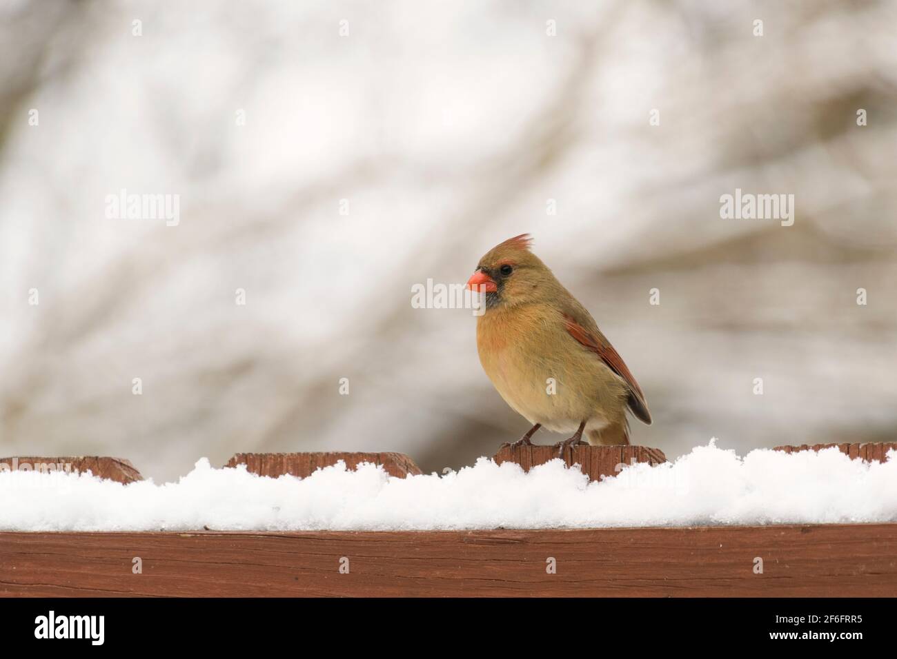 Female northern cardinal sitting on a snowy fence Stock Photo - Alamy