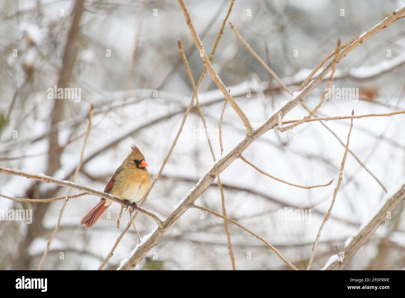 Red cardinal snow hi-res stock photography and images - Alamy