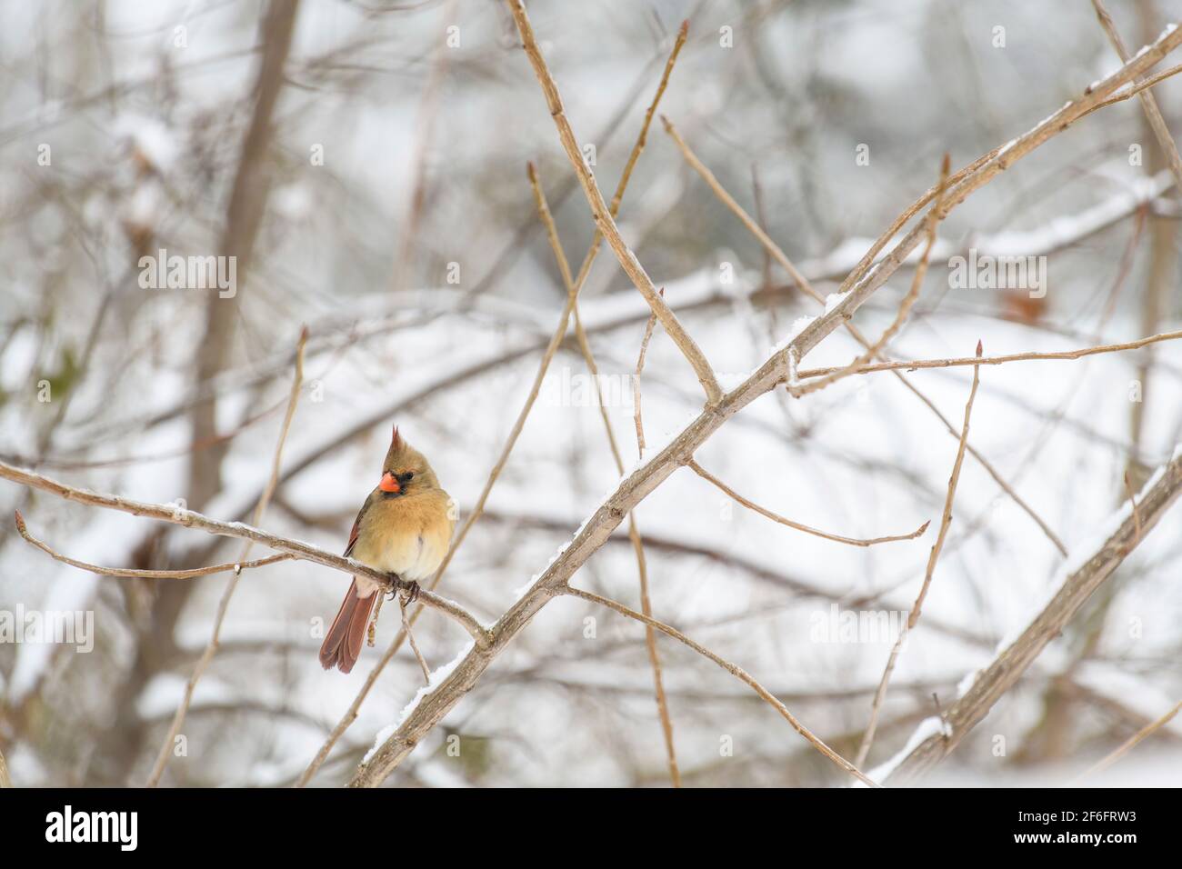 Female northern cardinal sitting on a snowy branch Stock Photo - Alamy