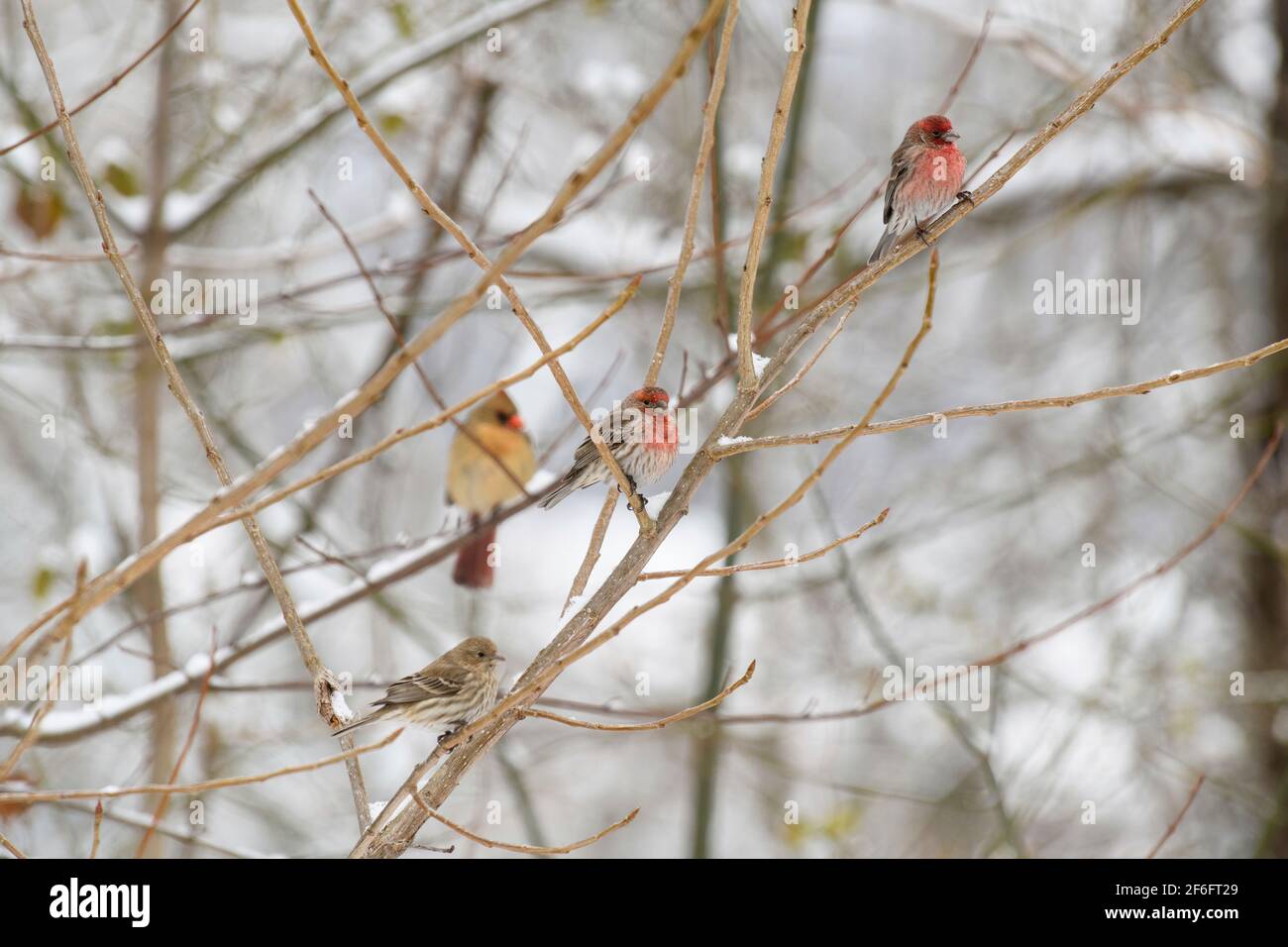 House finches and female Northern cardinal sitting on a snowy branch ...