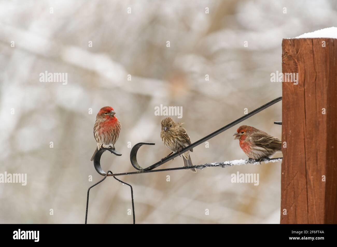 Female house finches hi-res stock photography and images - Alamy