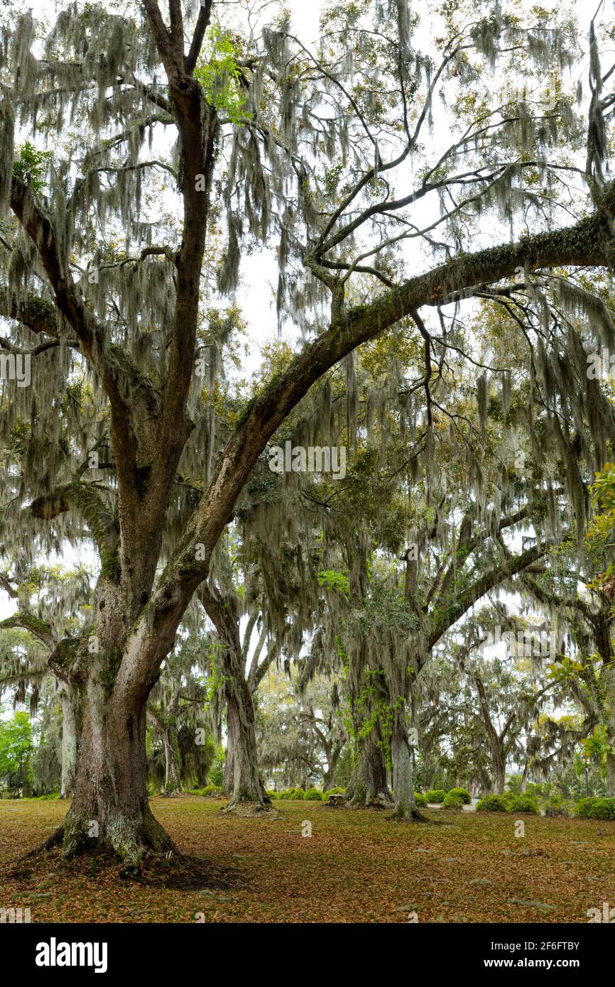 Oak tree and Spanish moss, Savannah, Georgia Stock Photo - Alamy