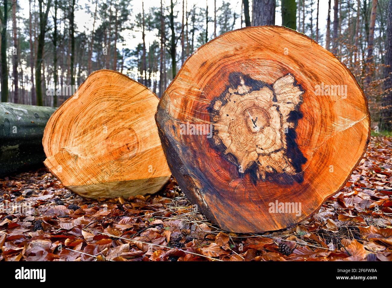 Tree trunks cut in the forest Stock Photo - Alamy