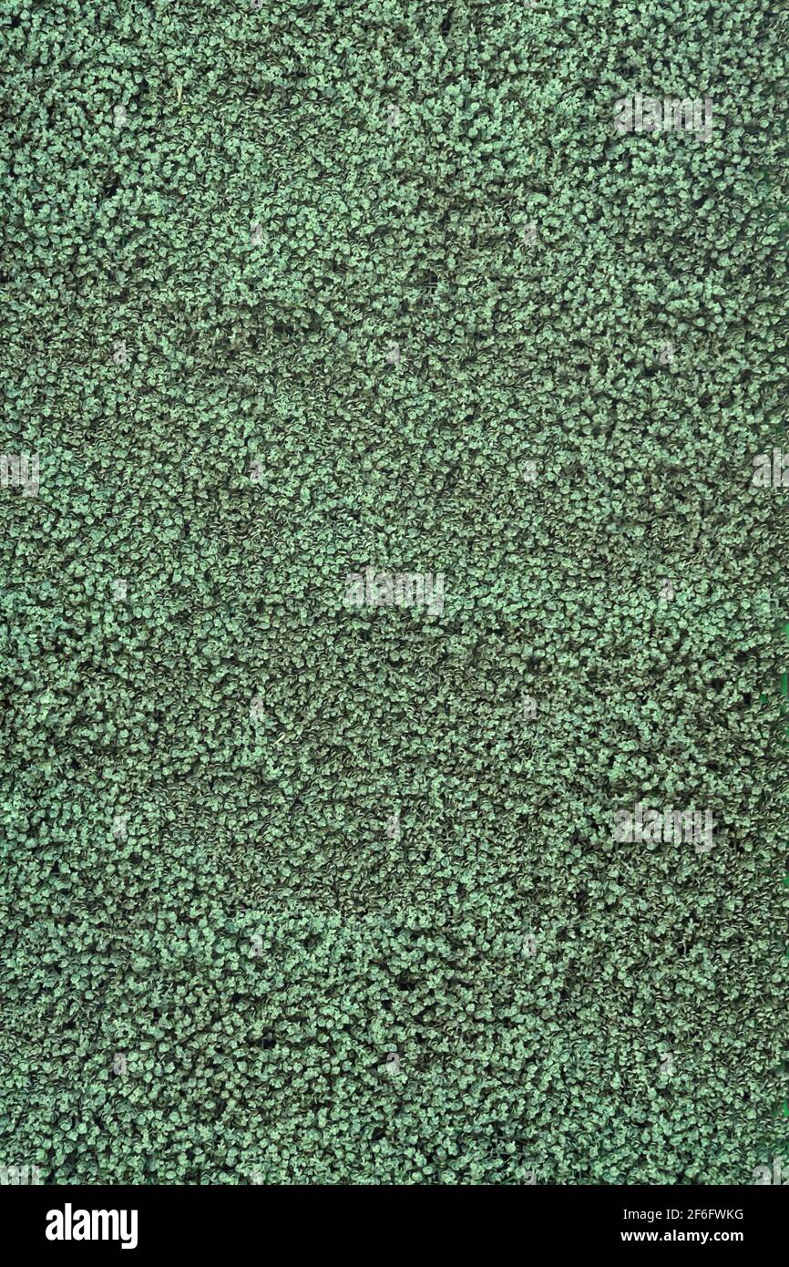 Texture of green eco wall. Urban landscaping. Decoration of the facade ...