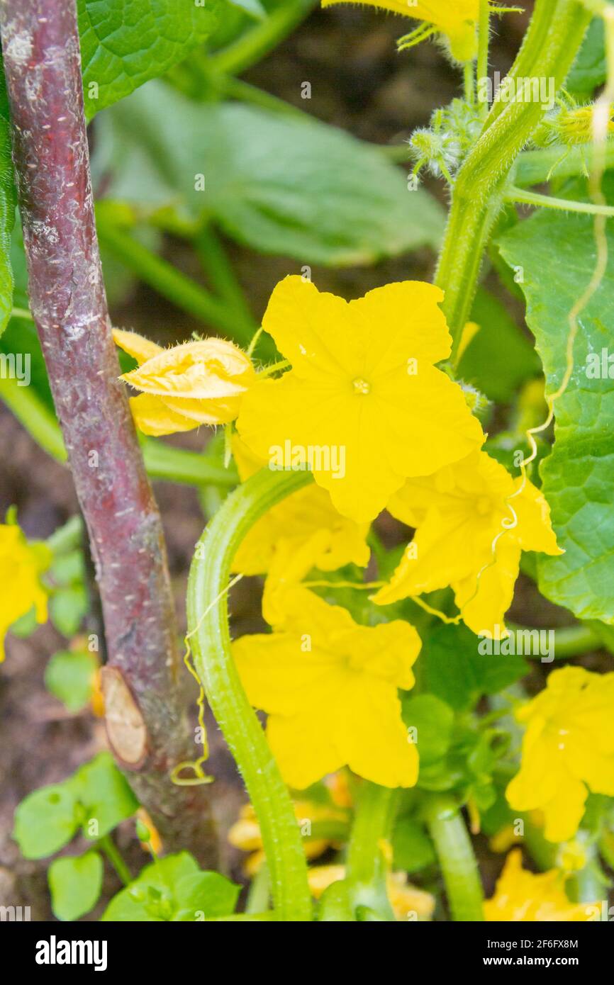 Cucumber embryo with a yellow flower on a branch Stock Photo - Alamy