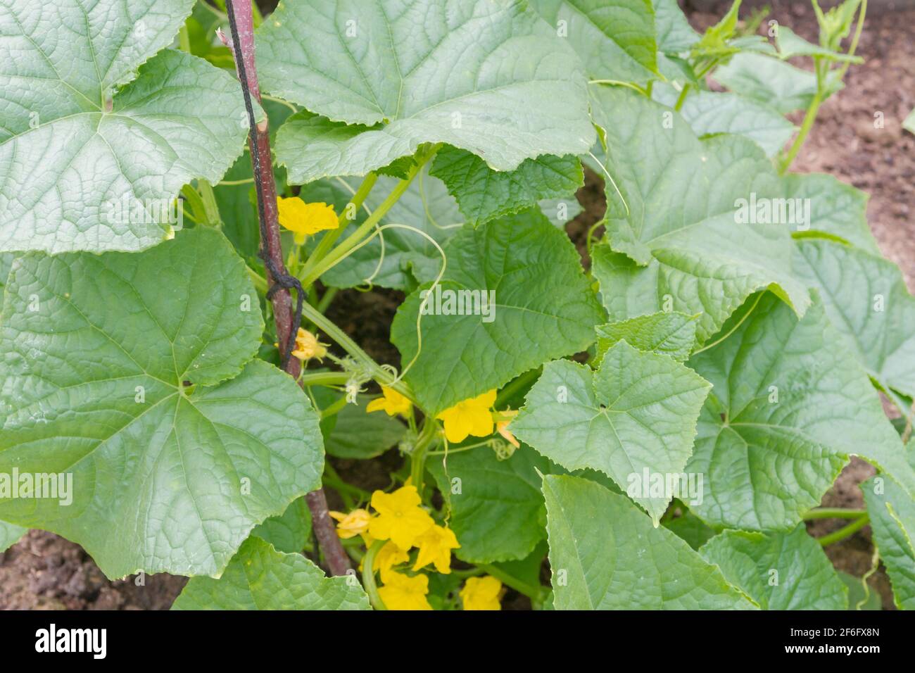 Cucumber embryo with a yellow flower on a branch Stock Photo - Alamy