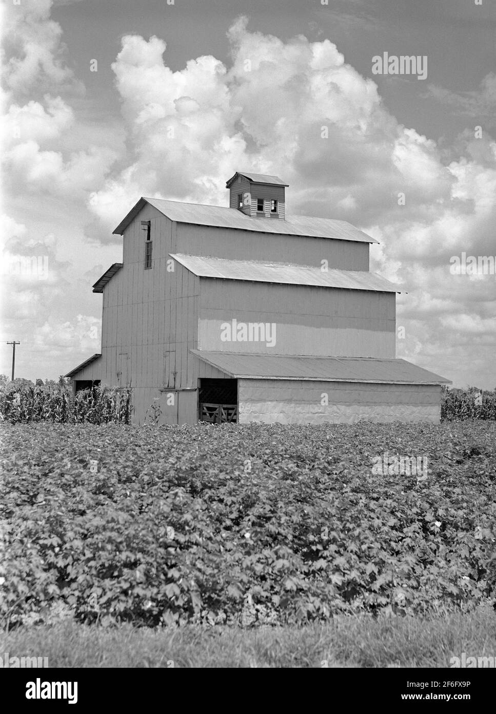 Plantation images Black and White Stock Photos & Images - Alamy