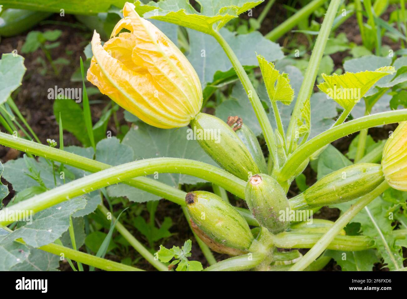 Green natural zucchini grow in the garden in the summer Stock Photo - Alamy