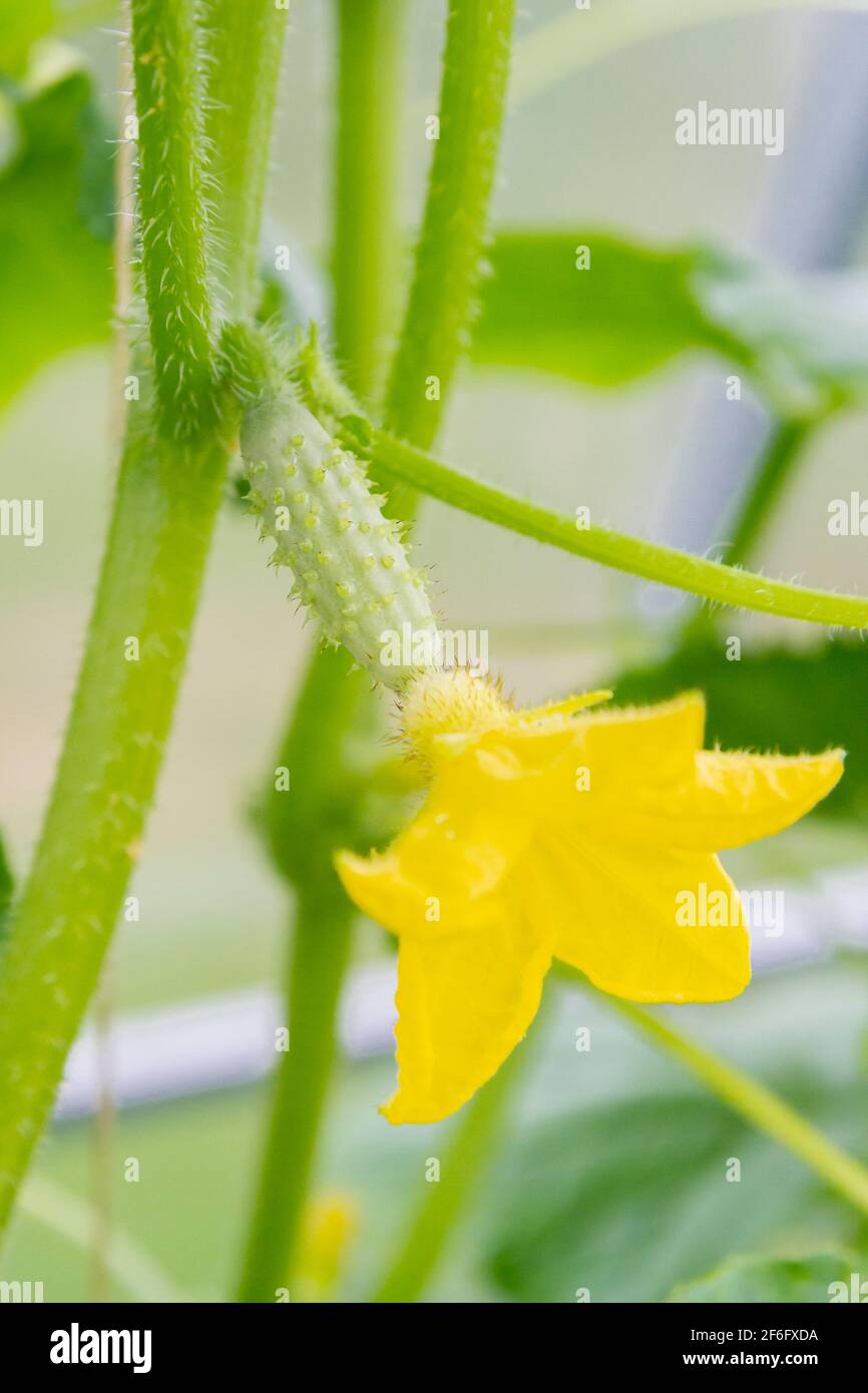 Cucumber embryo with a yellow flower on a branch Stock Photo - Alamy