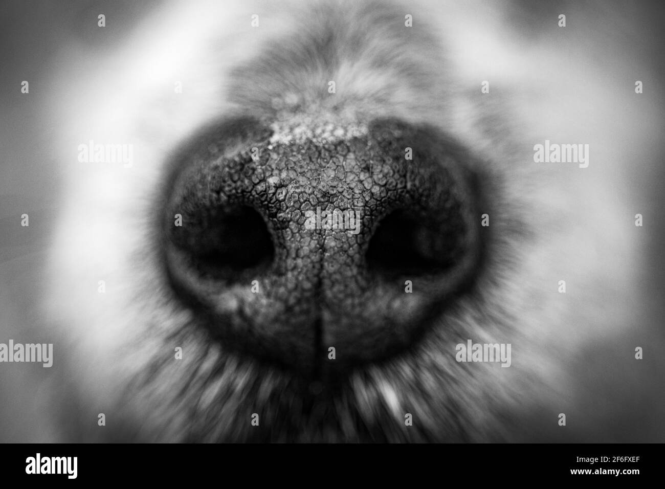 Dogs nose close up Stock Photo - Alamy
