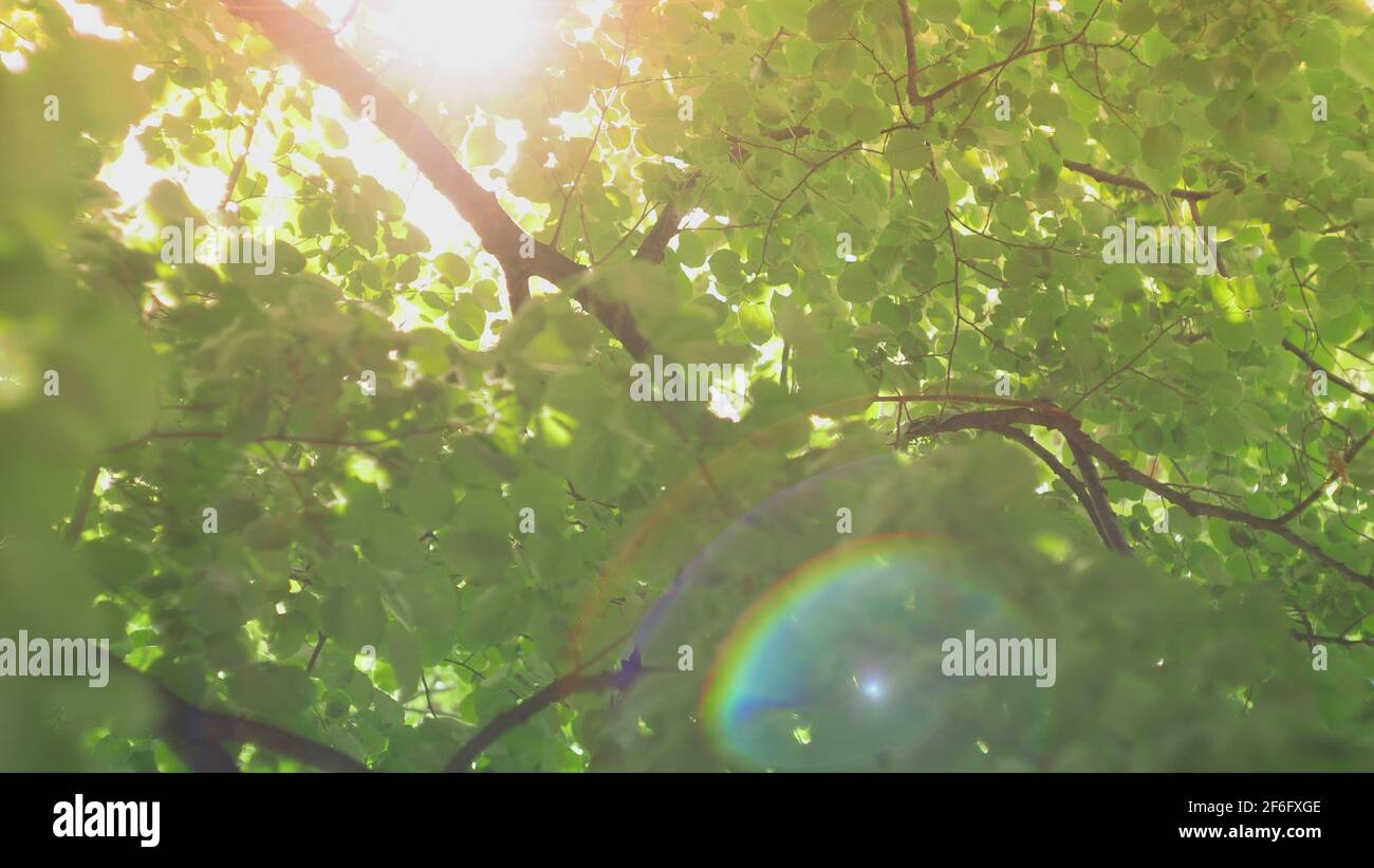 Sun Lens Flare Shining Through Trees Stock Photo - Alamy