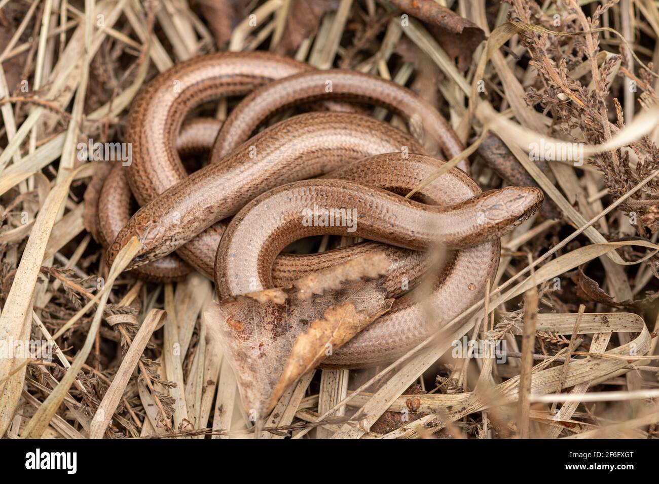 Two slow worms hi-res stock photography and images - Alamy