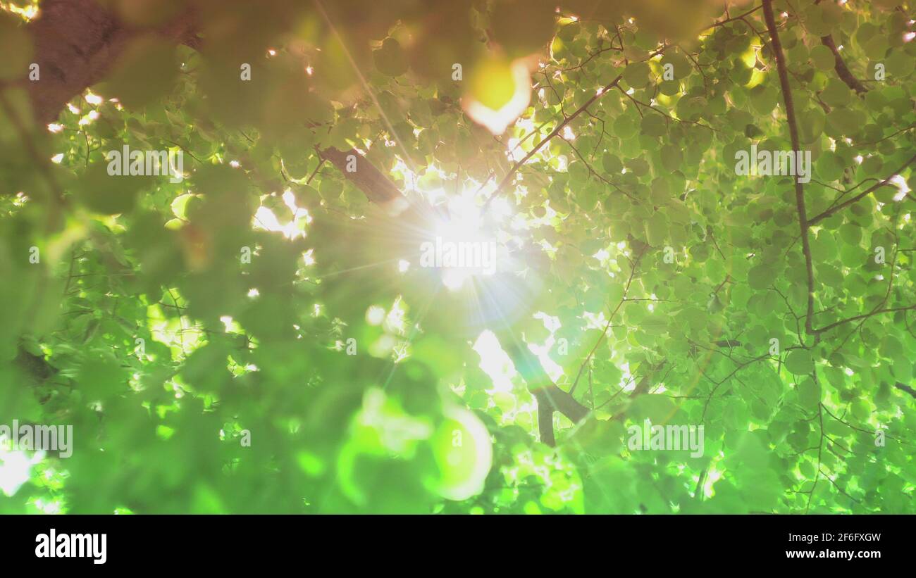 Sun Lens Flare Shining Through Trees Stock Photo - Alamy