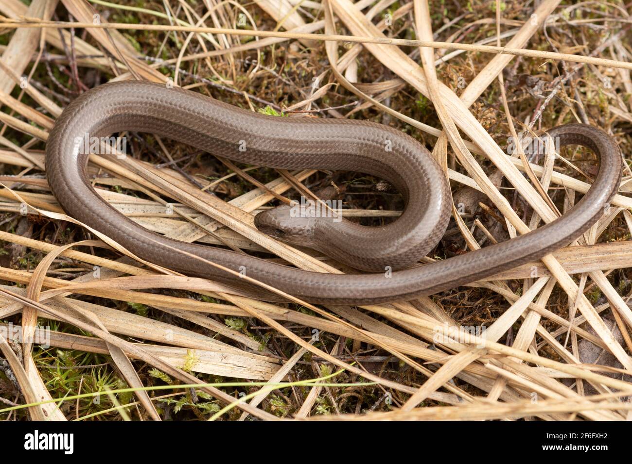 Slow worm uk hi-res stock photography and images - Alamy