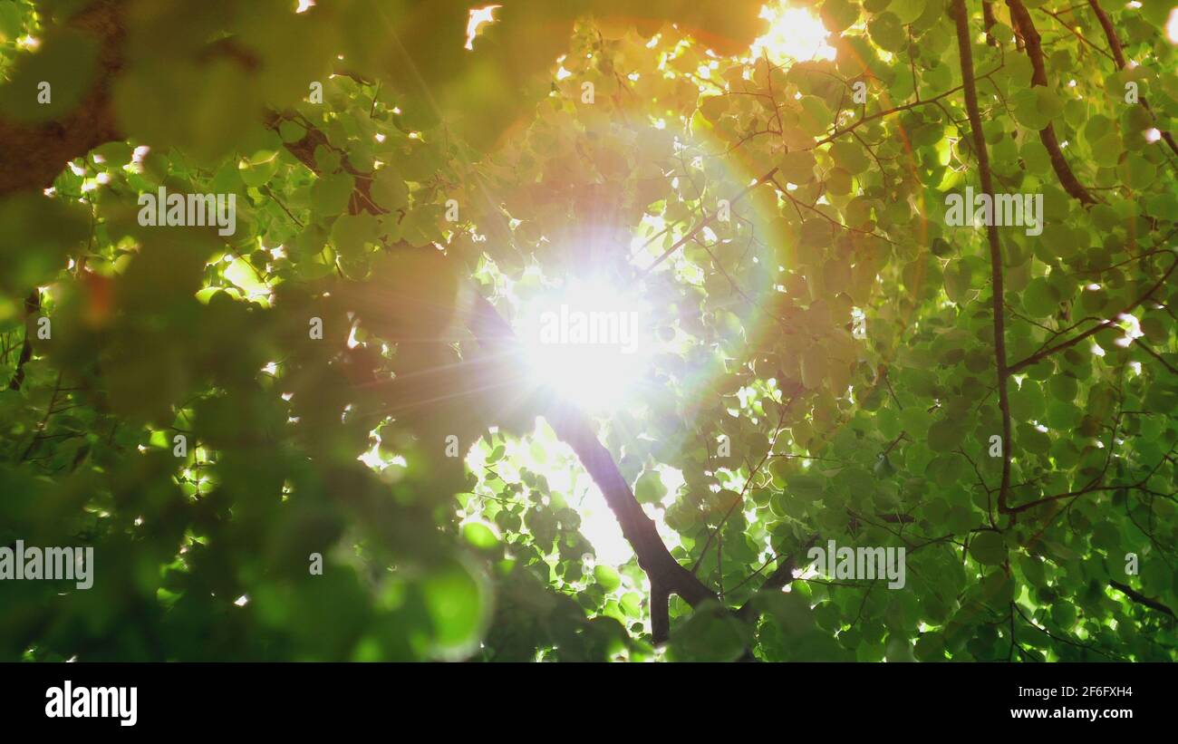 Sun Lens Flare Shining Through Trees Stock Photo - Alamy