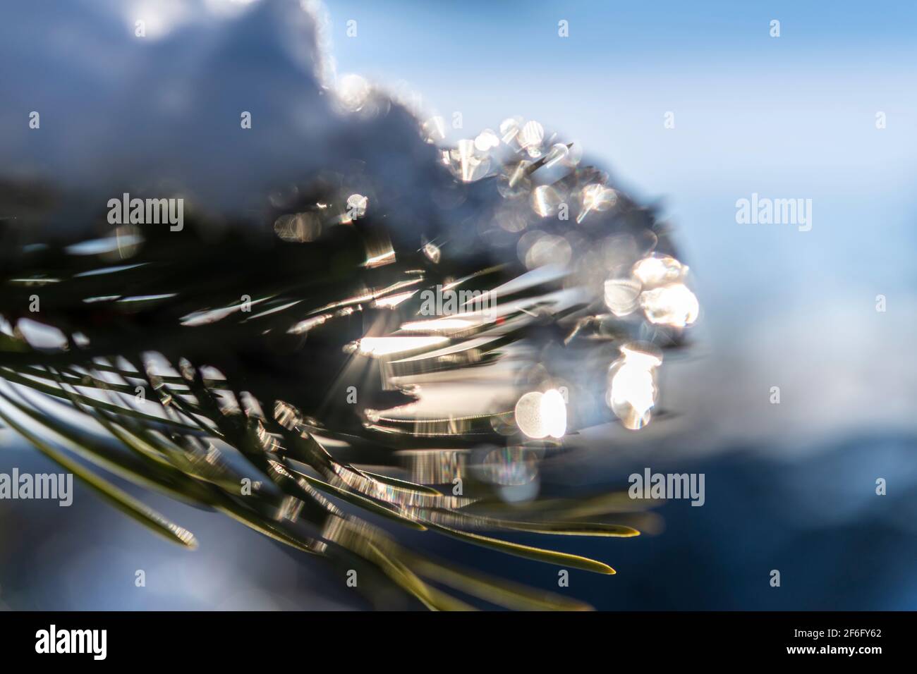 Pine tree covered with ice hi-res stock photography and images - Alamy