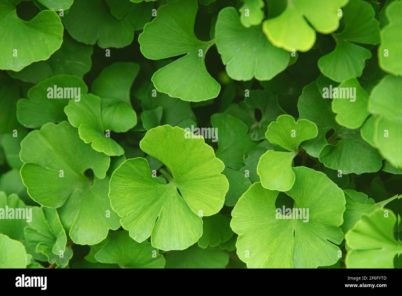 Fresh bright green ginkgo biloba leaves pattern. Natural foliage ...