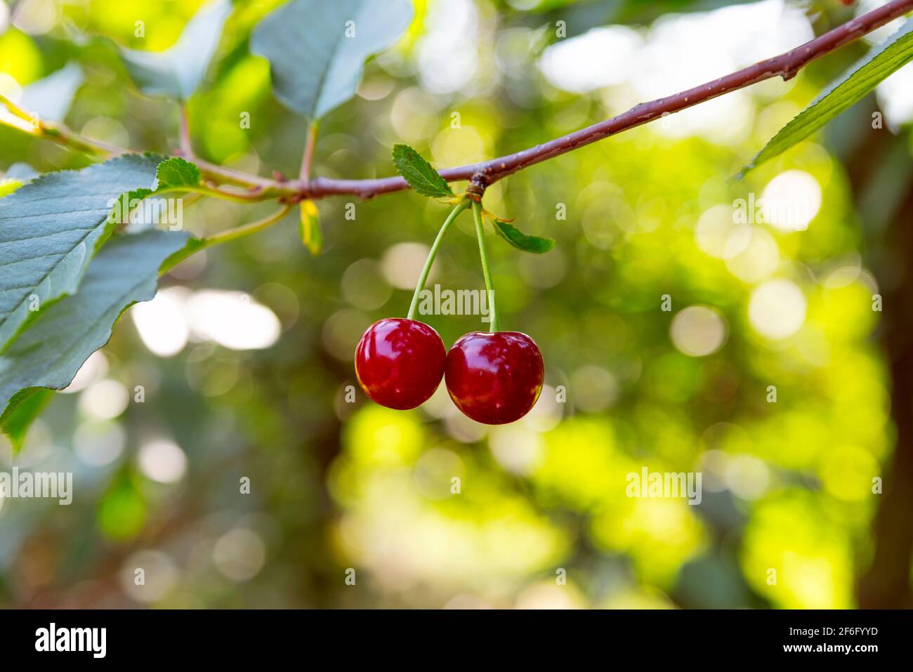 Homegrown cherry tree hi-res stock photography and images - Alamy