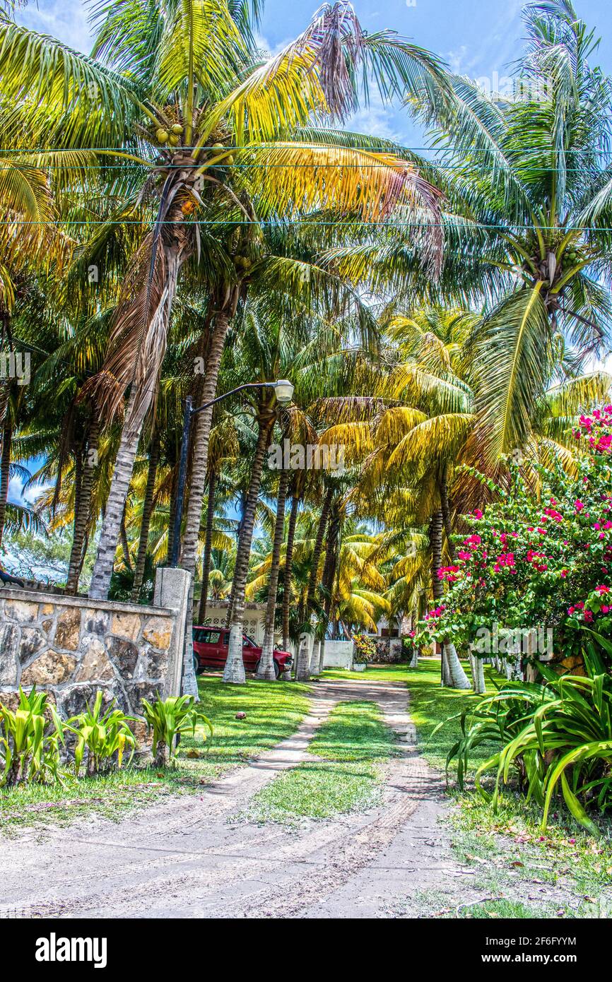 Entrance gate palm trees hi-res stock photography and images - Alamy