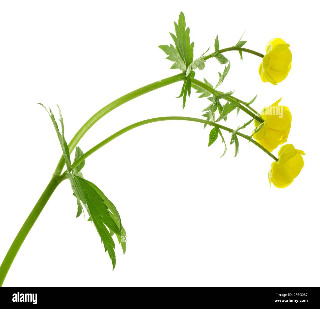 Globeflower, Trollius europaeus isolated on white background Stock ...