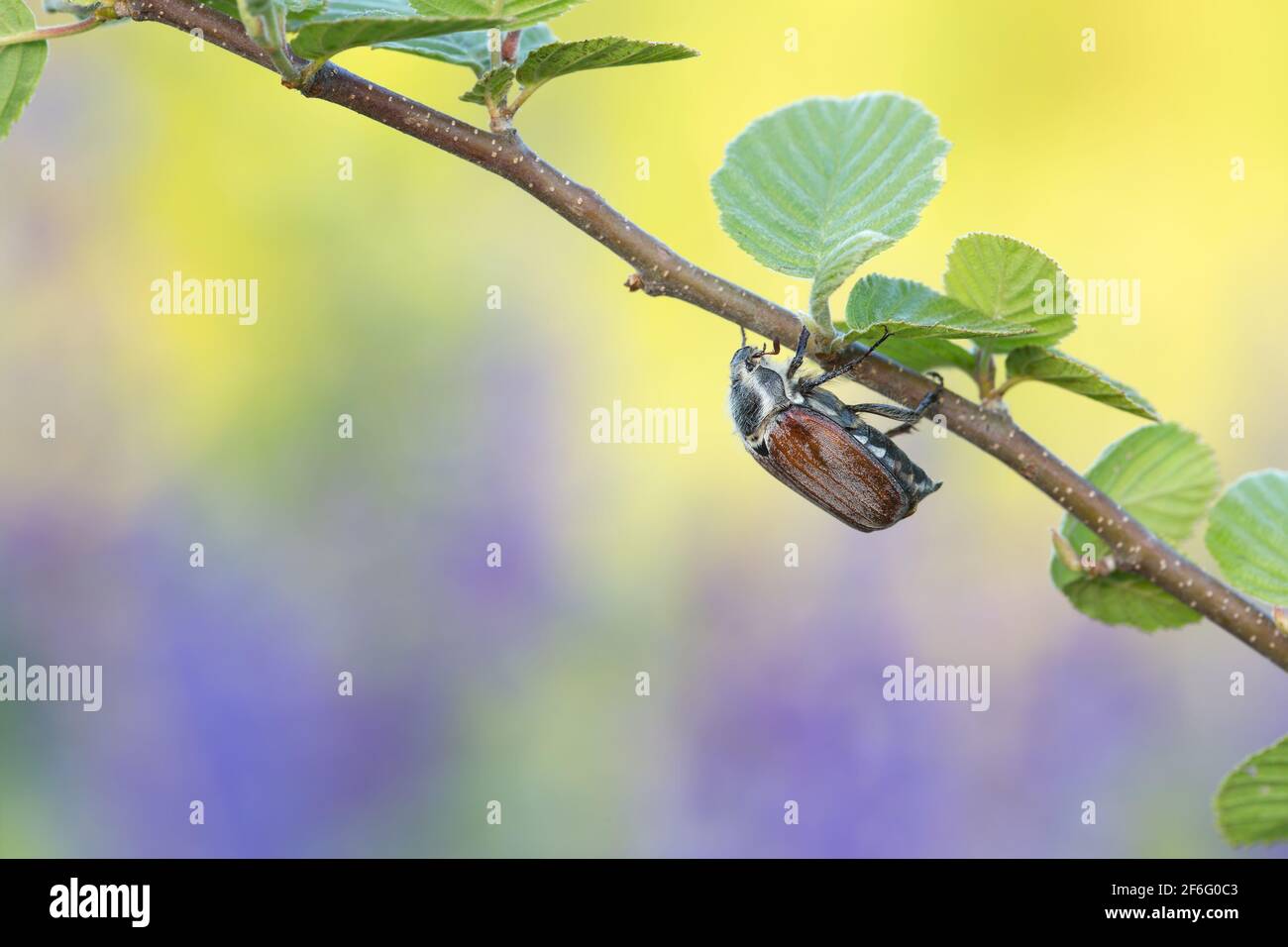 Forest cockchafer, Melolontha hippocastani Stock Photo - Alamy