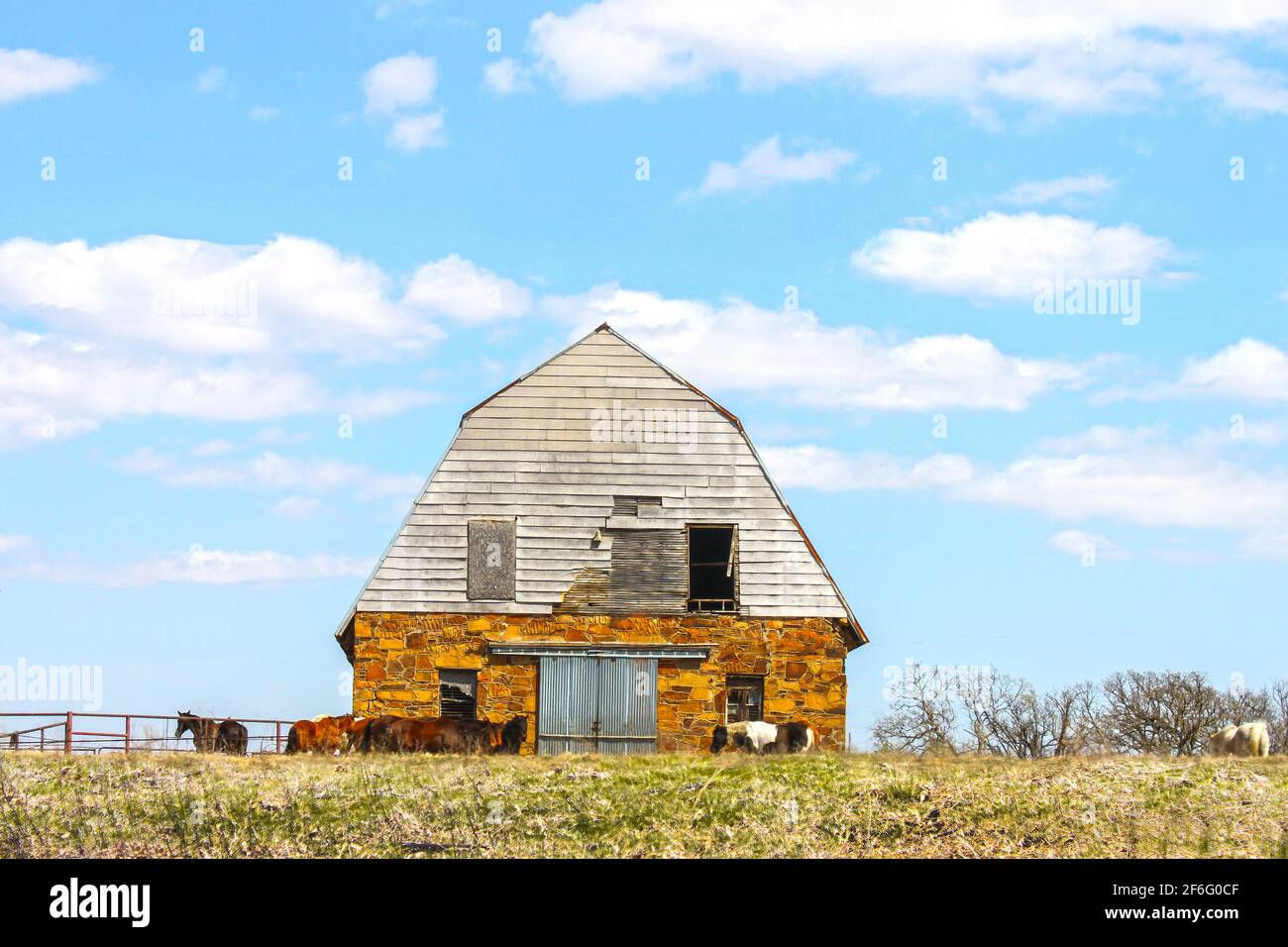 Grungy old stone barn surrounded by livestock in field with pretty blue ...