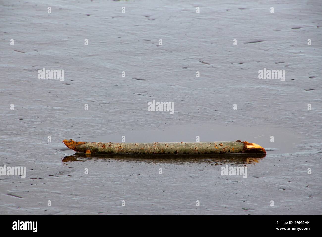 Laying on tree branch hi-res stock photography and images - Alamy