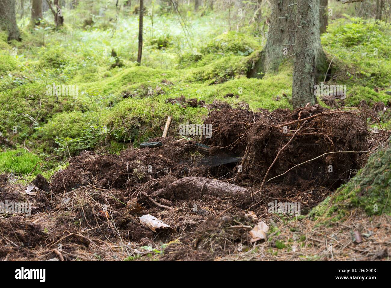 Tree boar damage hi-res stock photography and images - Alamy