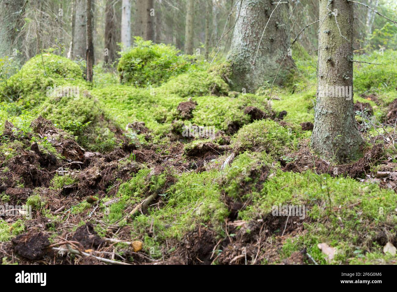 Damage in forest after wild boar, Sus scrofa Stock Photo - Alamy