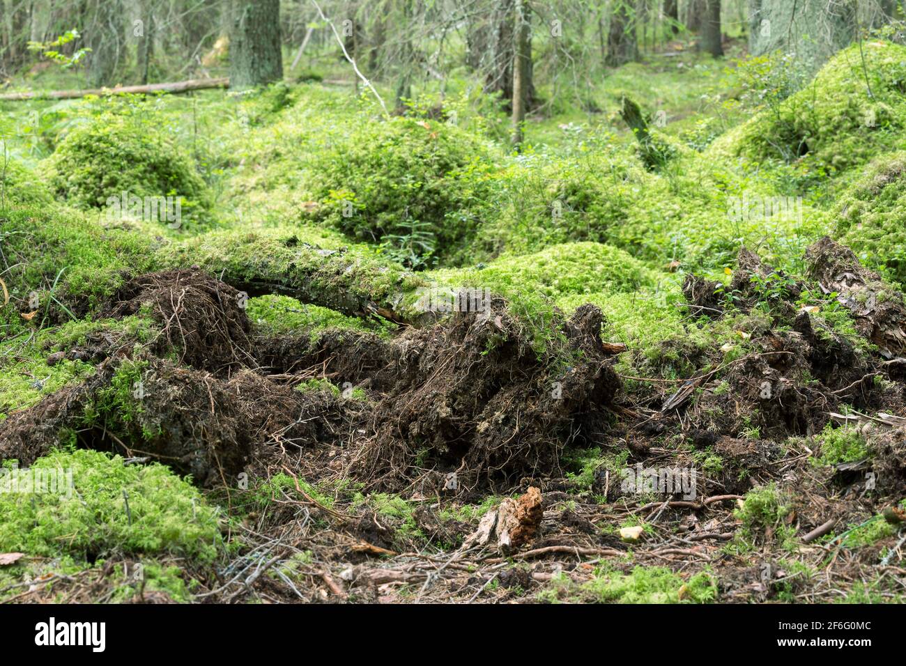 Damage in forest after wild boar, Sus scrofa Stock Photo - Alamy
