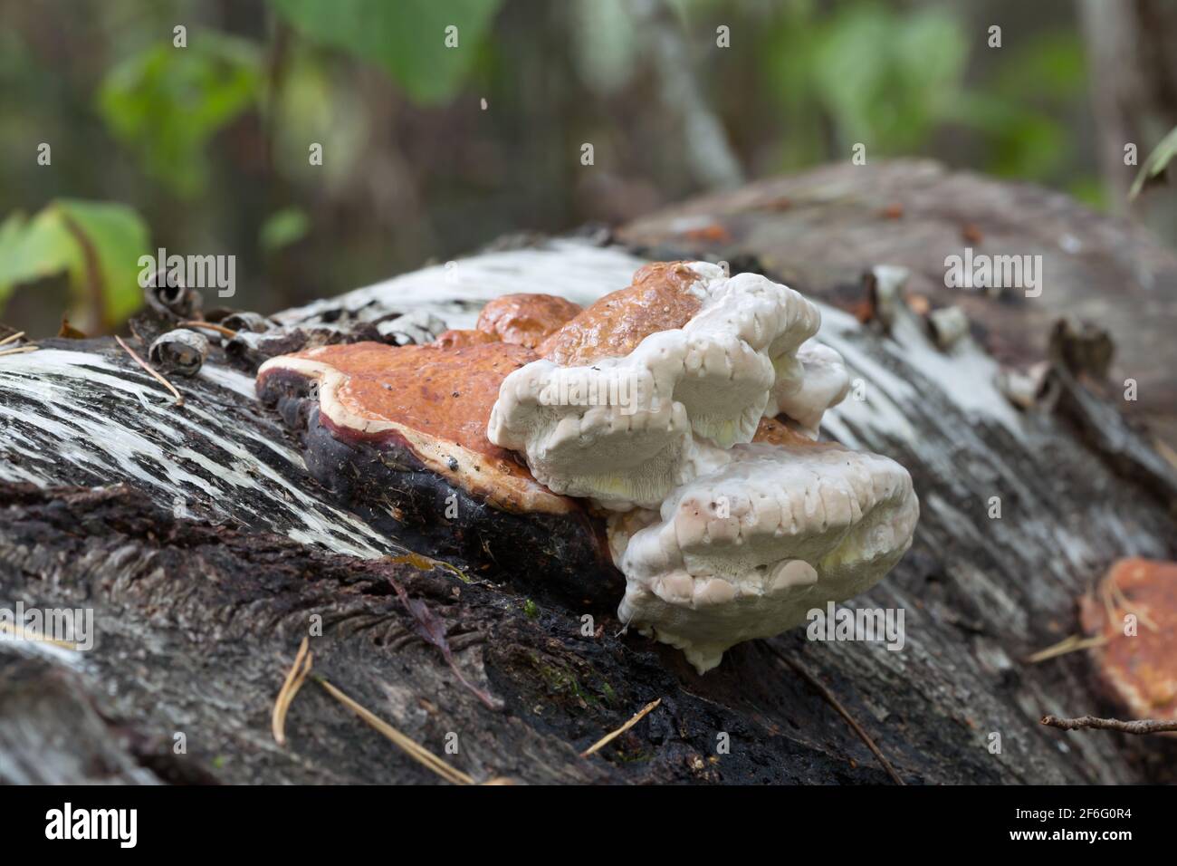 Wood with fungi hi-res stock photography and images - Alamy