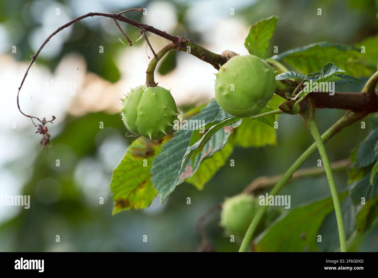Horse-chestnut twig, Aesculus hippocastanum with fruits Stock Photo - Alamy