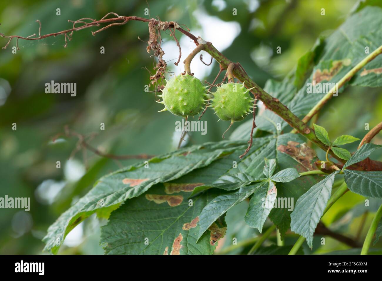 Horse-chestnut twig, Aesculus hippocastanum with fruits Stock Photo - Alamy