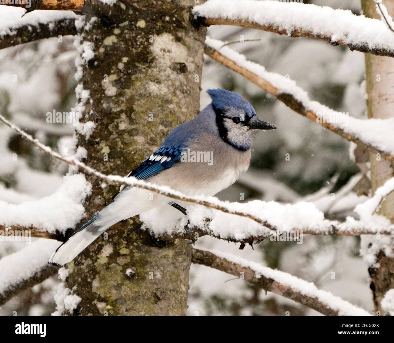 Blue Jay bird perched on a branch in the winter season with falling ...