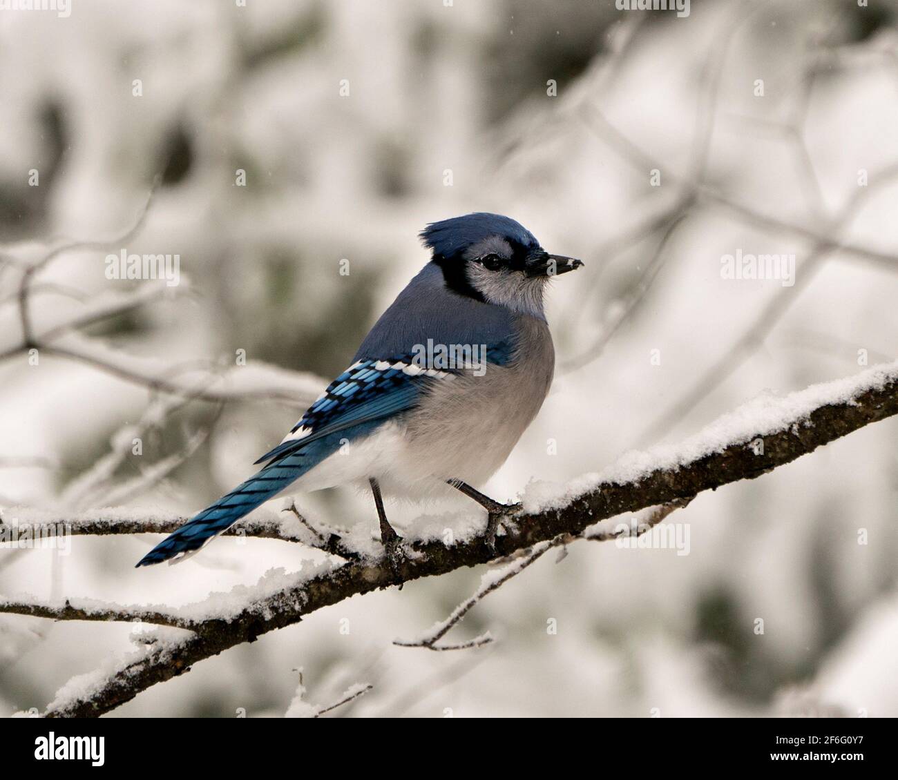 Blue Jay perched on a branch in the winter season with falling snow and ...