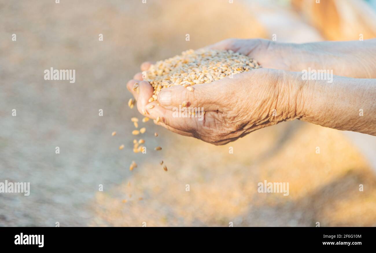 Farmer hands holding handful wheat hi-res stock photography and images ...