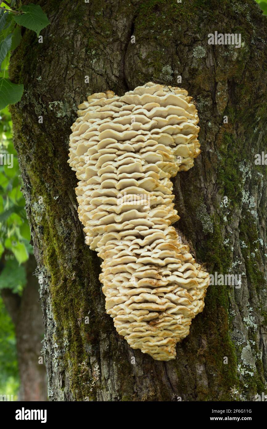Climacodon septentrionalis growing on tree Stock Photo - Alamy