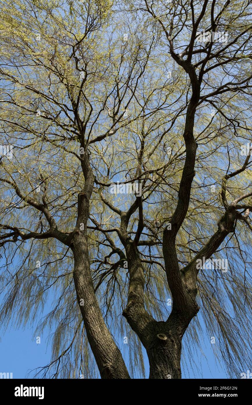 Early spring growth willow tree hi-res stock photography and images - Alamy