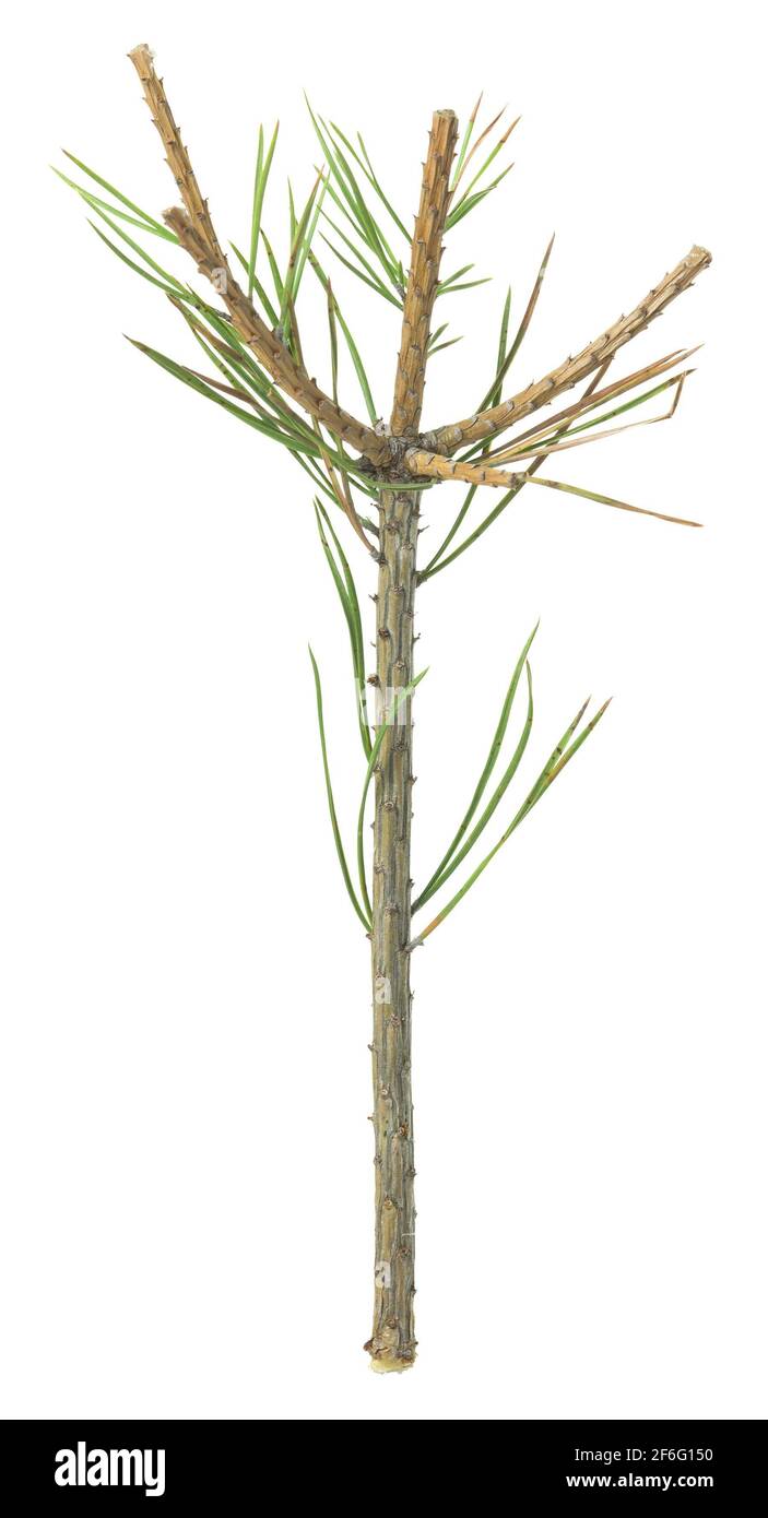 Damage on pine plant caused by elk, Alces isolated on white background ...