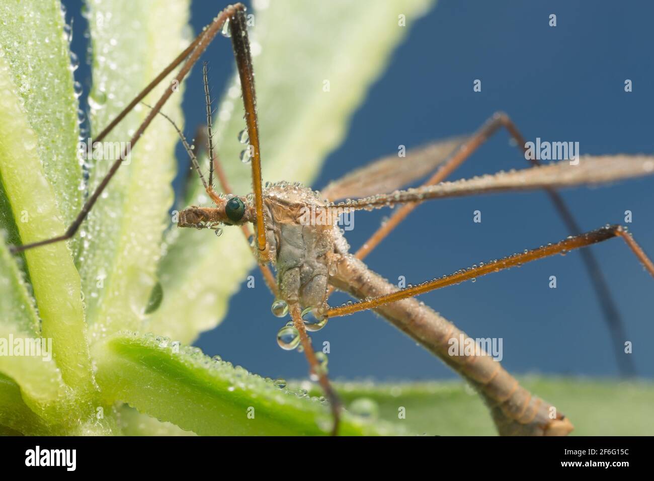 Cranefly with dew Stock Photo - Alamy