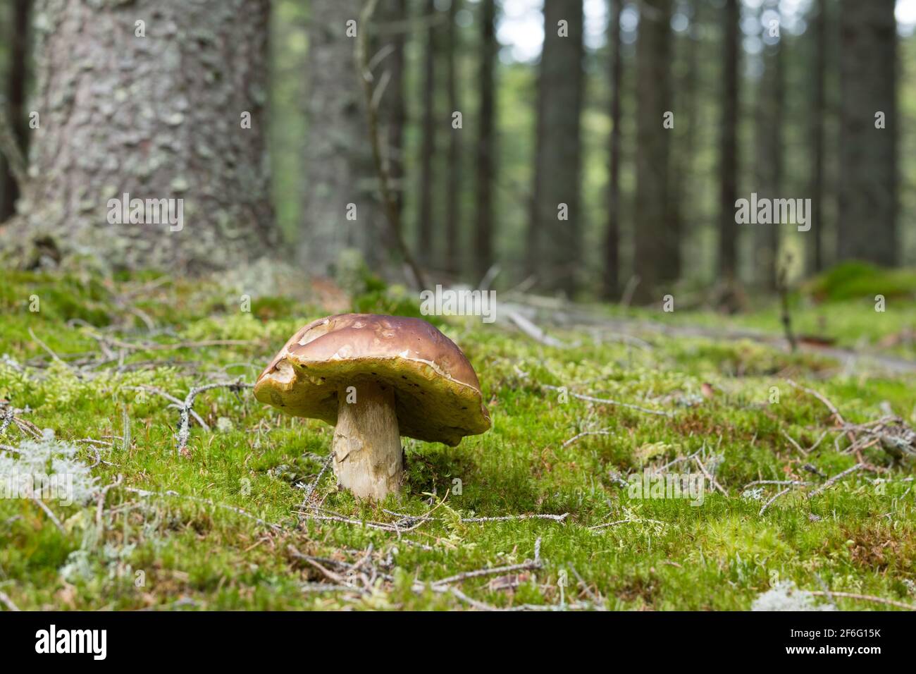 King bolete, boletus edulis growing among moss in coniferous forest ...