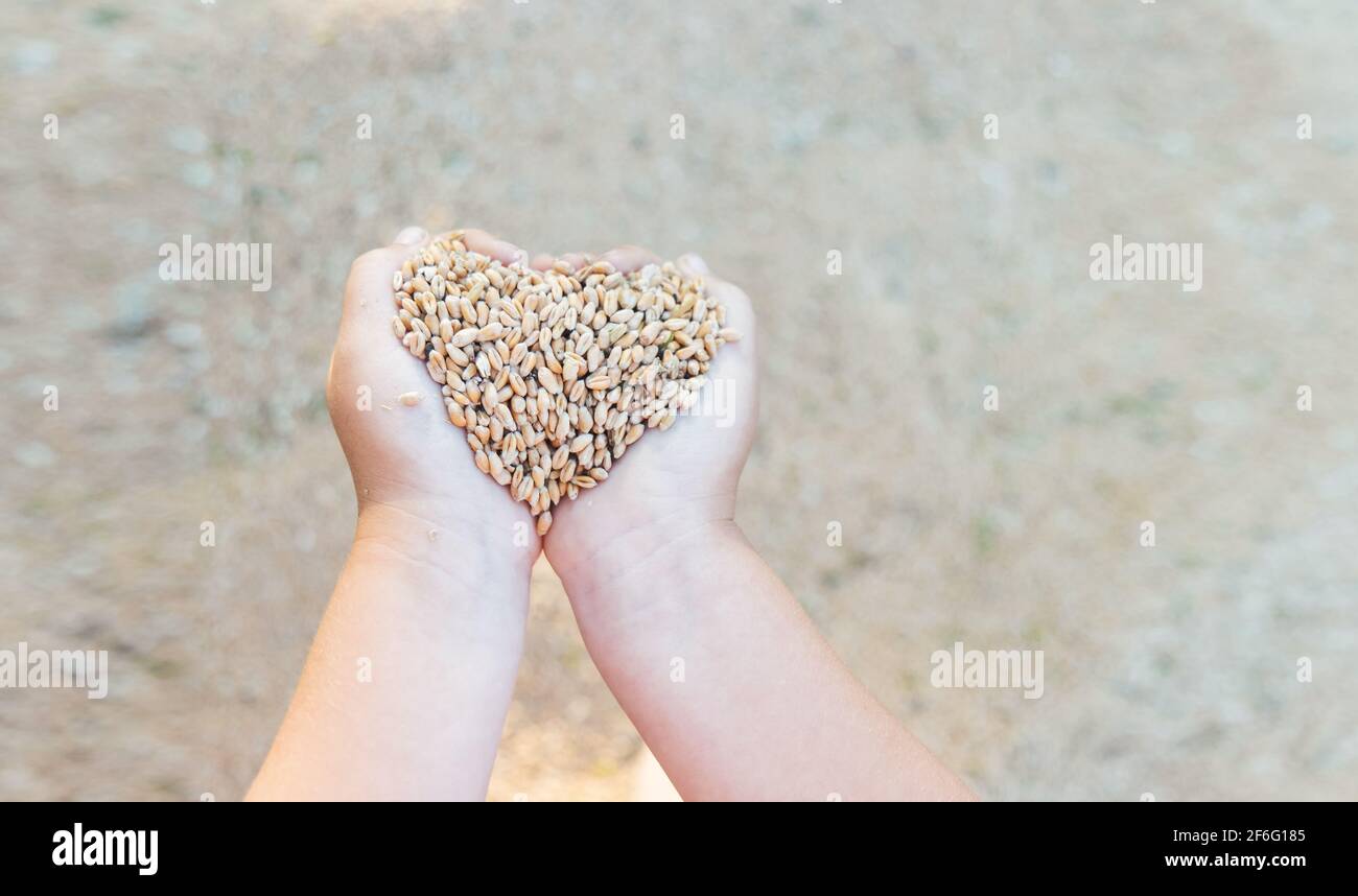 little girl's hands hold grain Stock Photo - Alamy